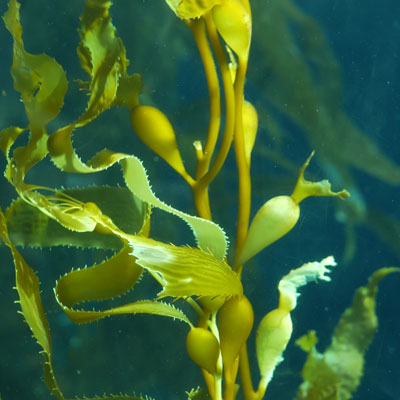 Company Ethos | Prestige Flowers