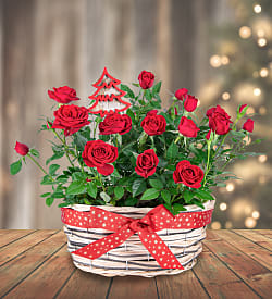 Christmas Plants | Prestige Flowers
