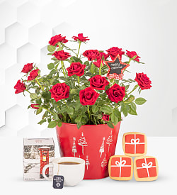 Stunning Christmas Plants | Prestige Flowers | UK Delivery