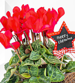 Stunning Christmas Plants | Prestige Flowers | UK Delivery