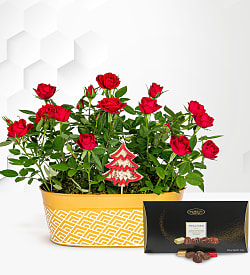 Stunning Christmas Plants | Prestige Flowers | UK Delivery