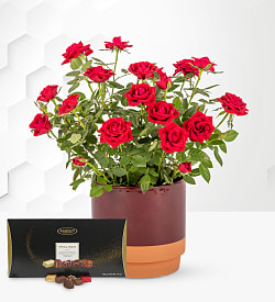 Stunning Christmas Plants | Prestige Flowers | UK Delivery