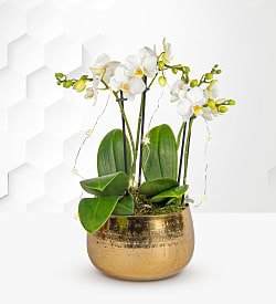 Stunning Christmas Plants | Prestige Flowers | UK Delivery