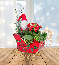 Stunning Christmas Plants | Prestige Flowers | UK Delivery