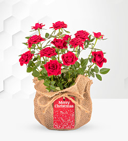 Stunning Christmas Plants | Prestige Flowers | UK Delivery