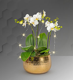 Stunning Christmas Plants | Prestige Flowers | UK Delivery