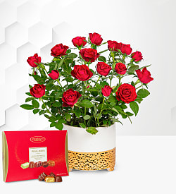 Stunning Christmas Plants | Prestige Flowers | UK Delivery