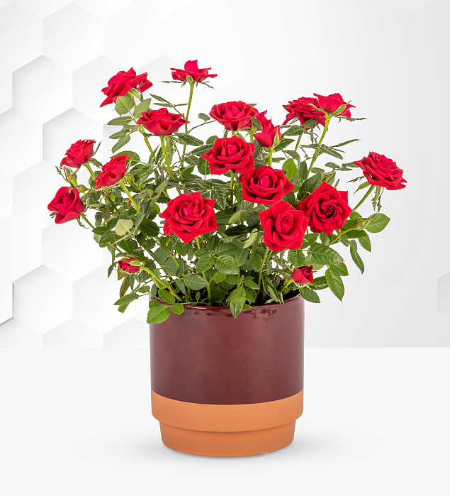 Luxury Rose Plant | Prestige Flowers