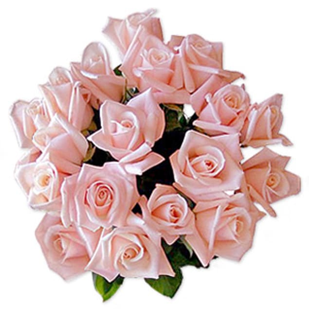 Perfectly Peachy Roses | Prestige Flowers