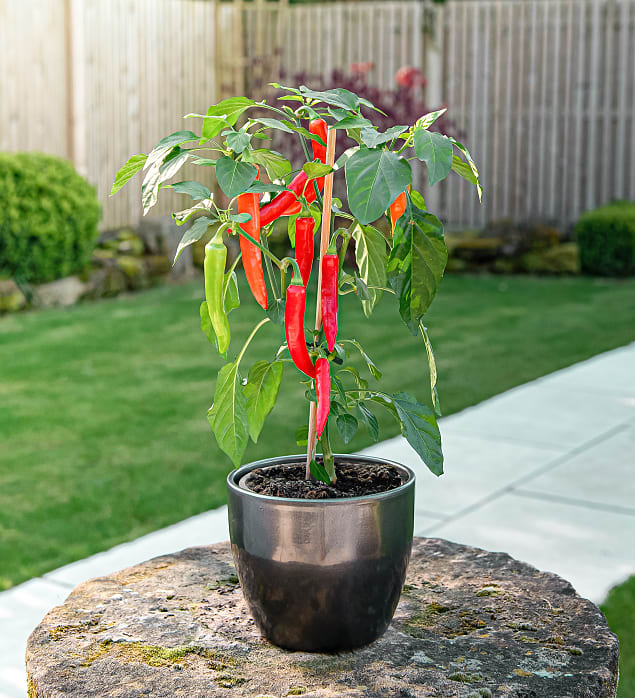 Chilli Plant | Prestige Flowers