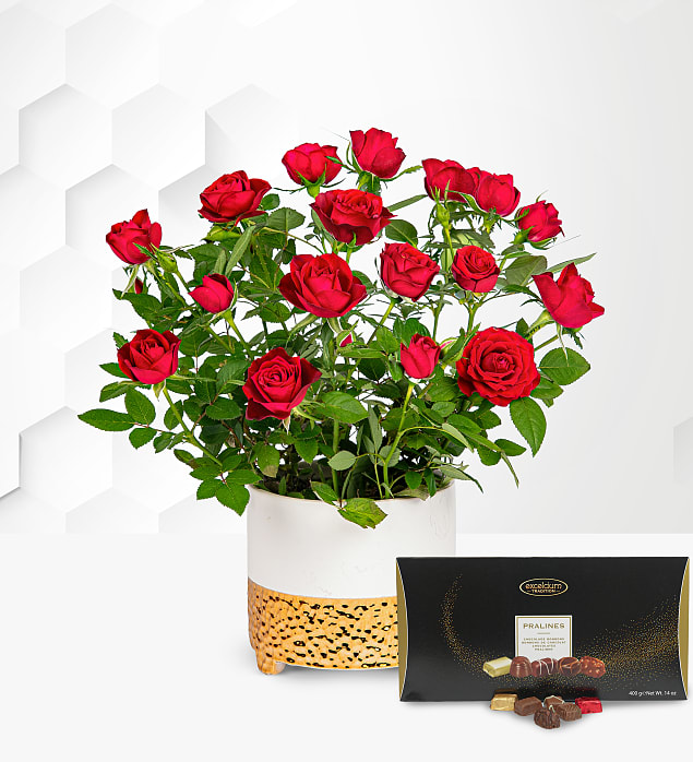 Christmas Red Rose Plant with Luxury Chocs | Prestige Flowers