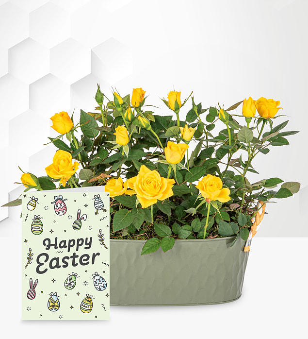 Easter Rose Duo with Card | Prestige Flowers