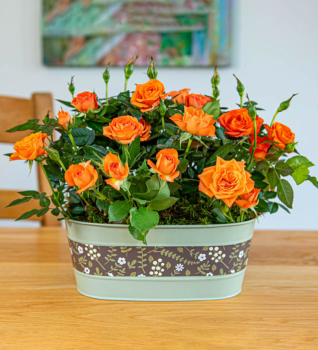 Seasonal Rose Duo | Prestige Flowers