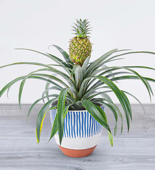 Summer Pineapple Plant | Prestige Flowers