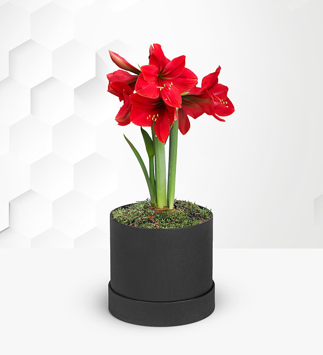 Candy Cane Amaryllis | Prestige Flowers