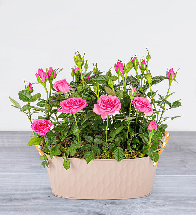 Summer Rose Duo | Prestige Flowers